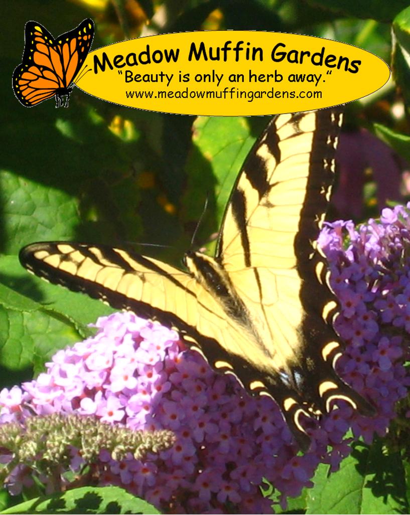 Home | Meadow Muffin Gardens